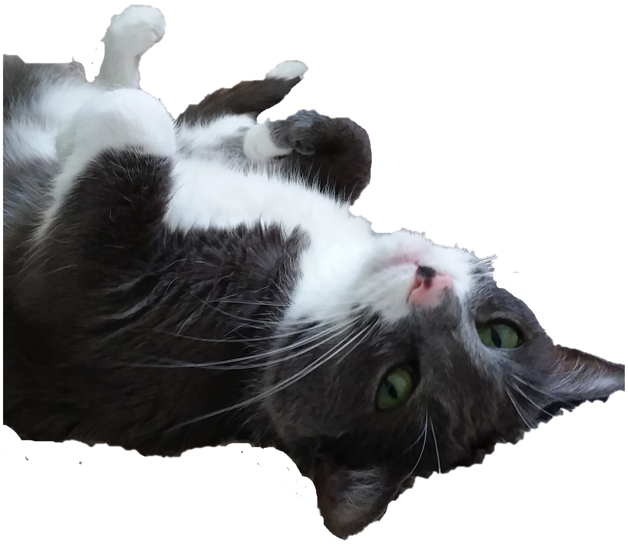 Cute Molly test – Shelf Reflections